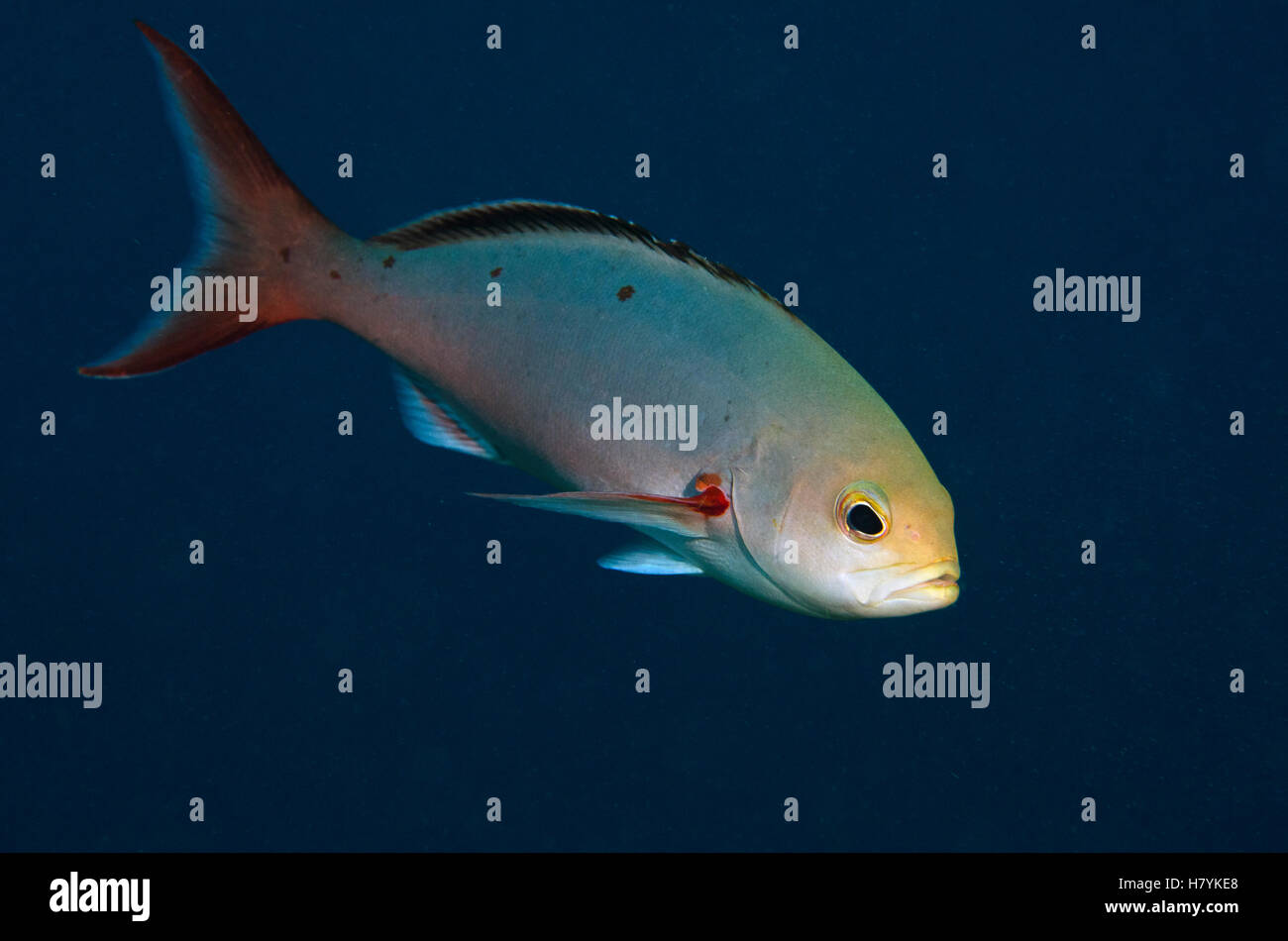 Creolefish (Paranthias furcifer), Bonaire, Netherlands Antilles ...