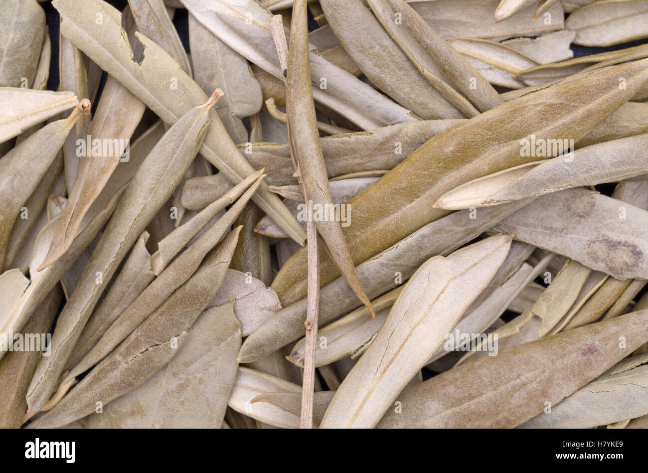 Olive leaf hi-res stock photography and images - Alamy