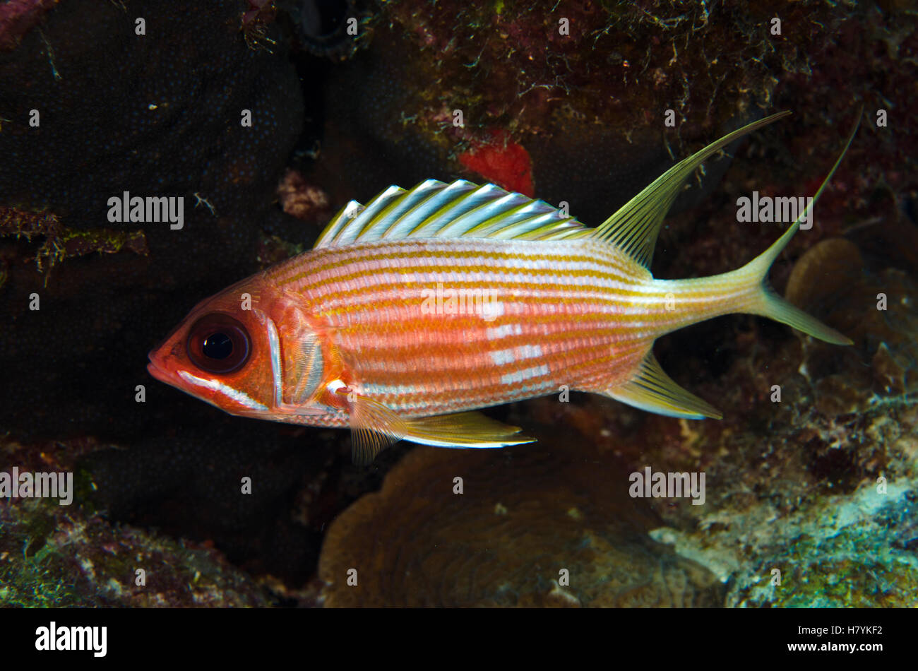 Miss Darlington (Holocentrus rufus), Bonaire, Netherlands Antilles ...