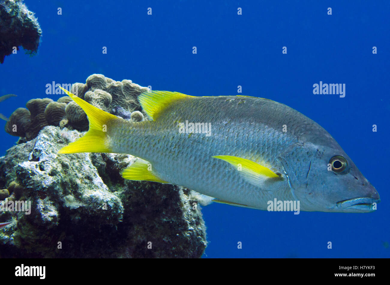 Dog Teeth Snapper (Lutjanus jocu), Bonaire, Netherlands Antilles ...