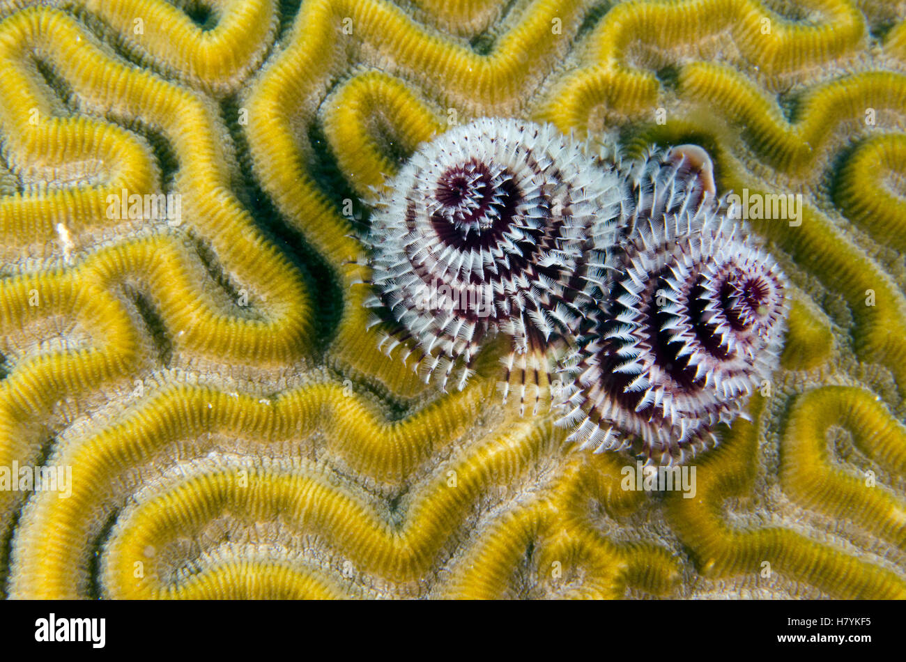 Christmas Tree Worm Spirobranchus Giganteus Filter Feeding While