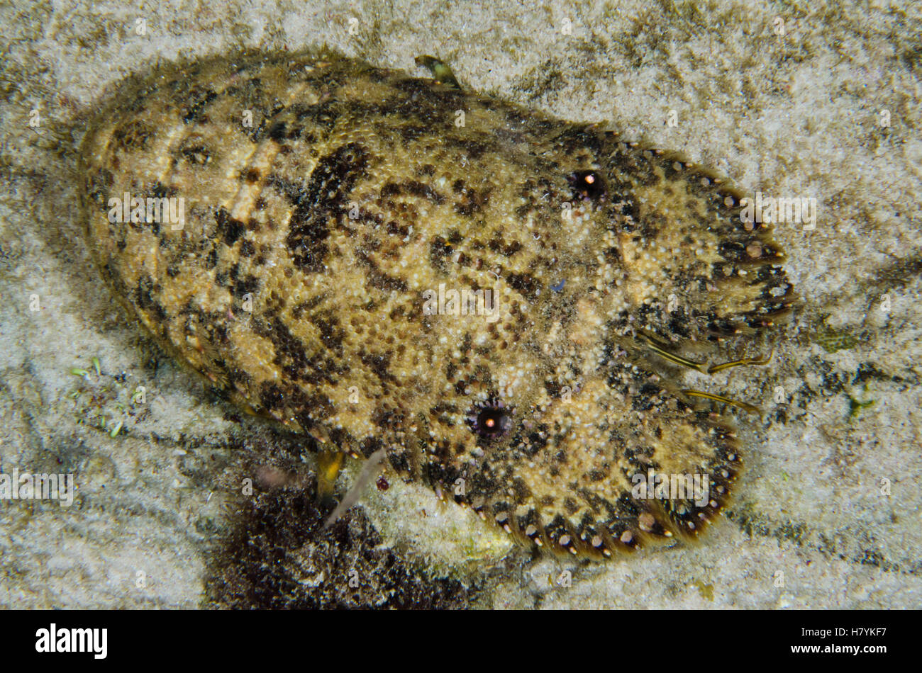 Sculptured Slipper Lobster (Parribacus antarcticus), Bonaire ...
