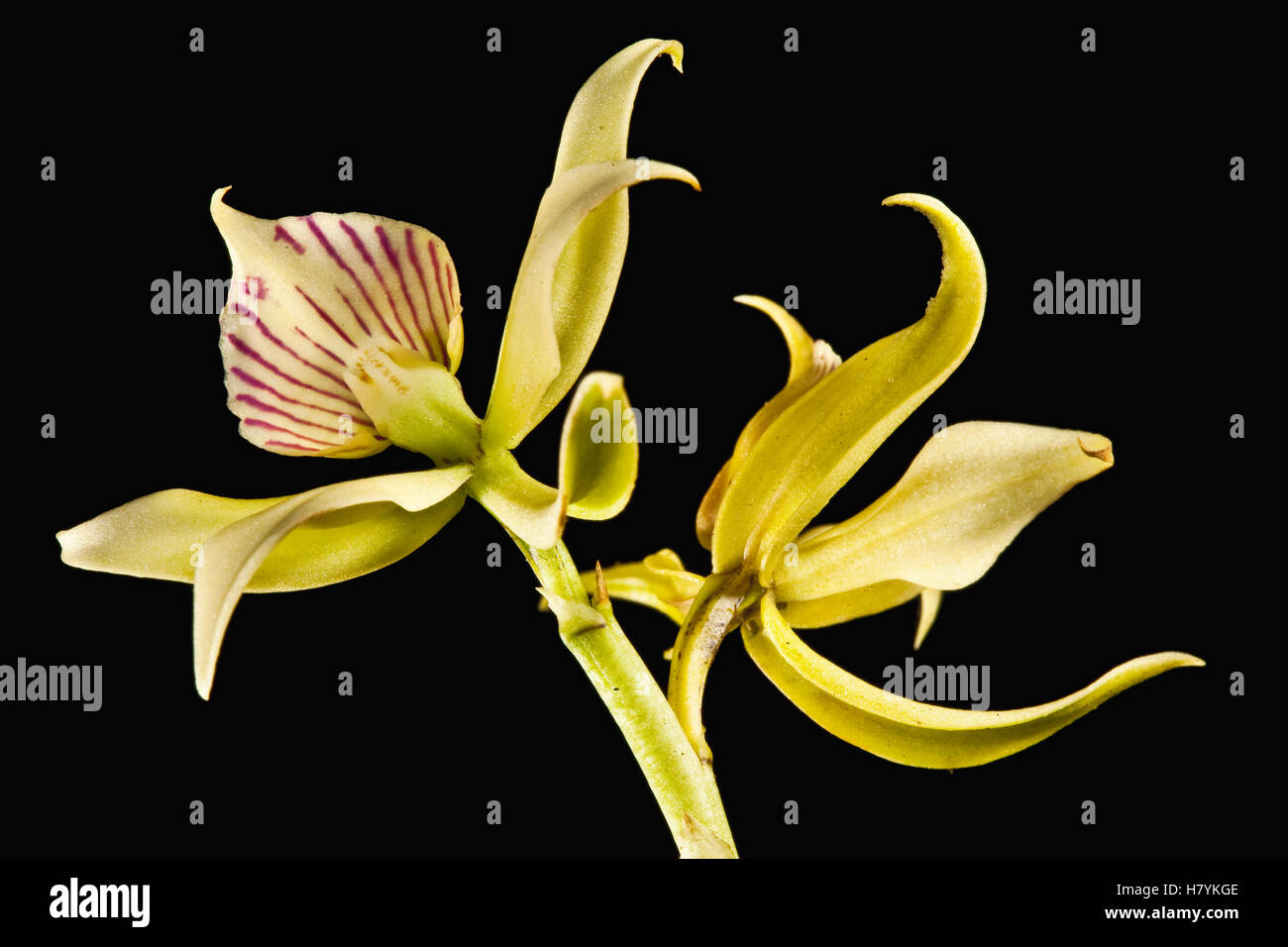 Orchid (Prosthechea chacaoensis) flowers, Santa Rosa National Park ...