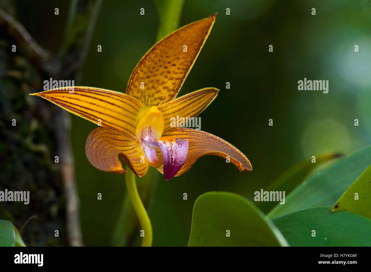 Orchid (Bulbophyllum lobbii) flower, Poring Hotsprings, Sabah, Borneo ...