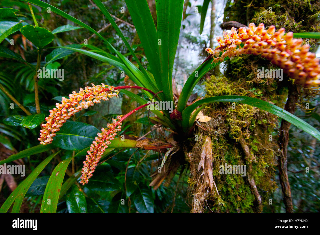 Orchid (Eria sp) flowers in elfin rainforest at 3000 meter elevation ...