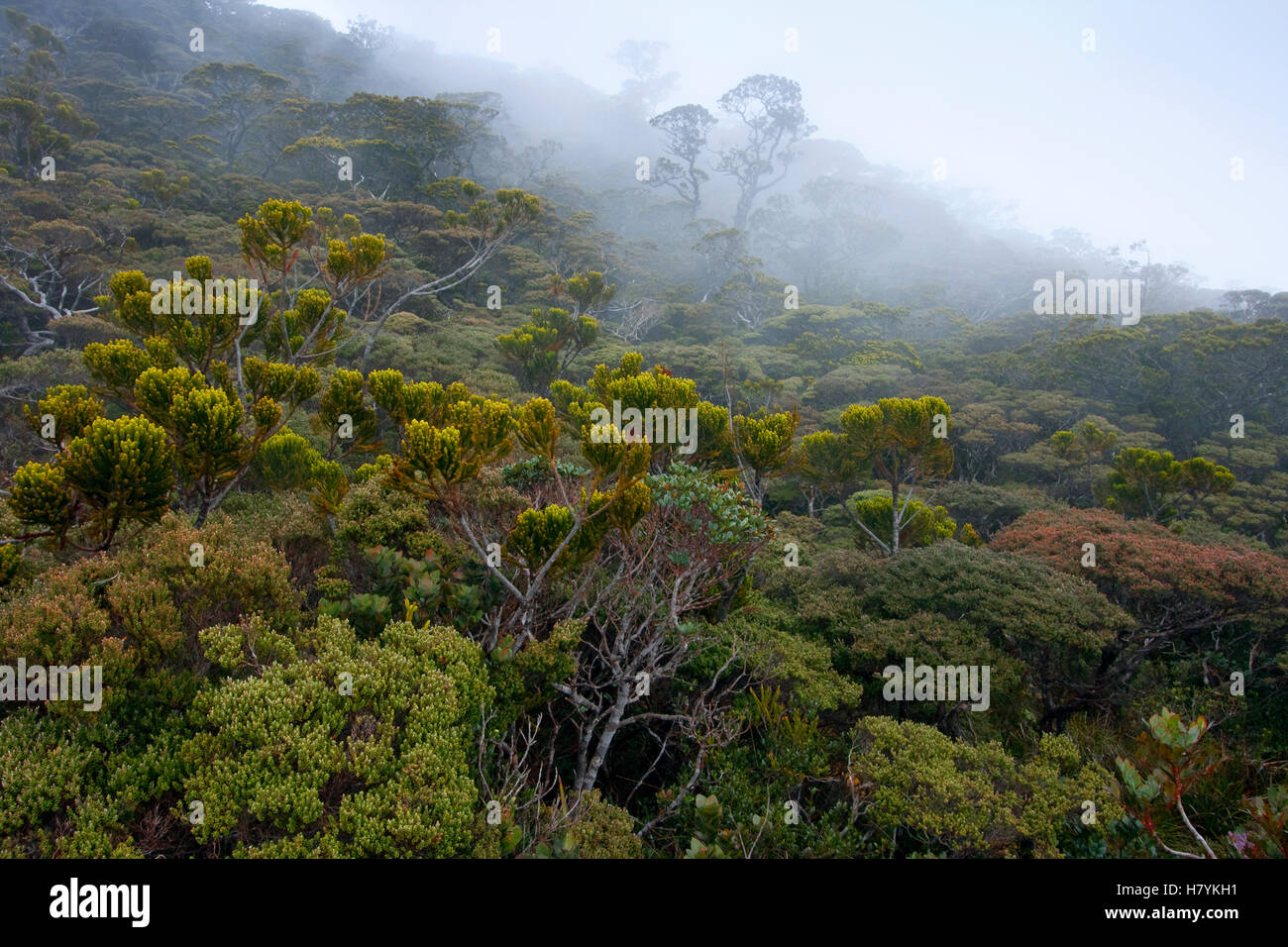 Elfin rainforest, Mount Kinabalu, Sabah, Borneo, Malaysia Stock Photo ...