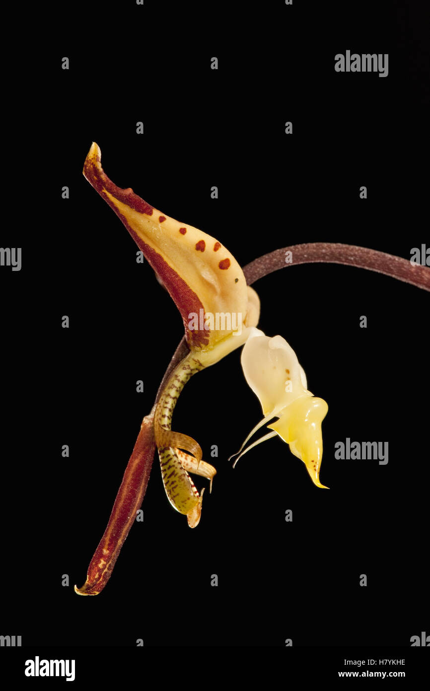 Orchid (Gongora sp) flower, central Panama Stock Photo - Alamy