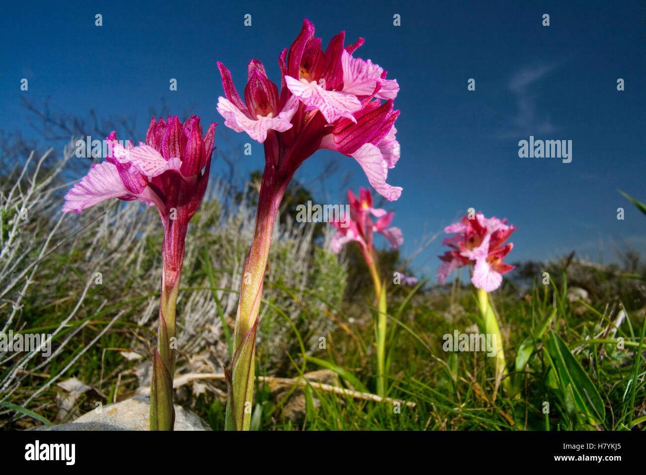 Butterfly Orchid (Anacamptis papilionacea) flowers in macchia shrubland ...