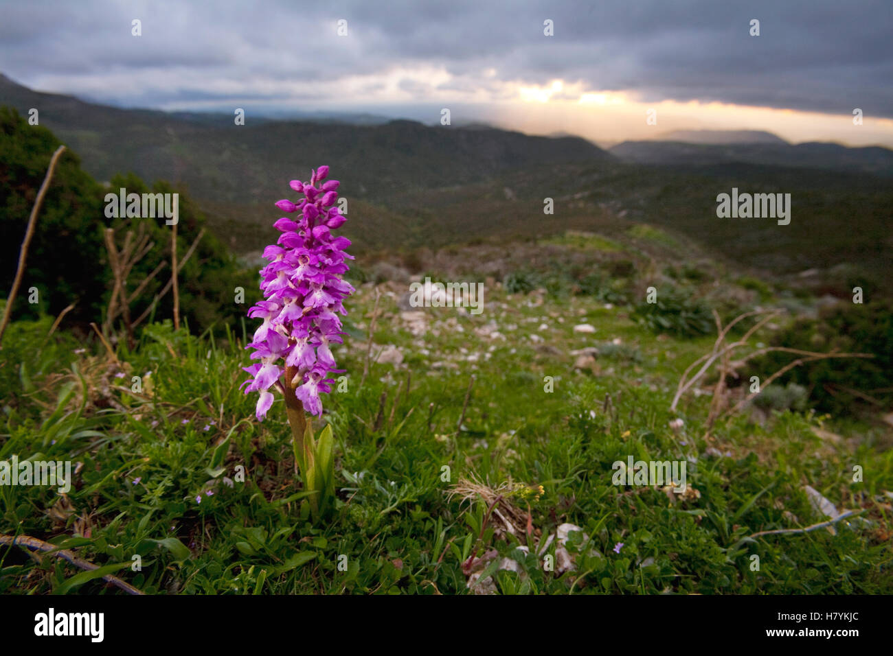 Early Purple Orchid (Orchis mascula) flowering in alpine meadow ...