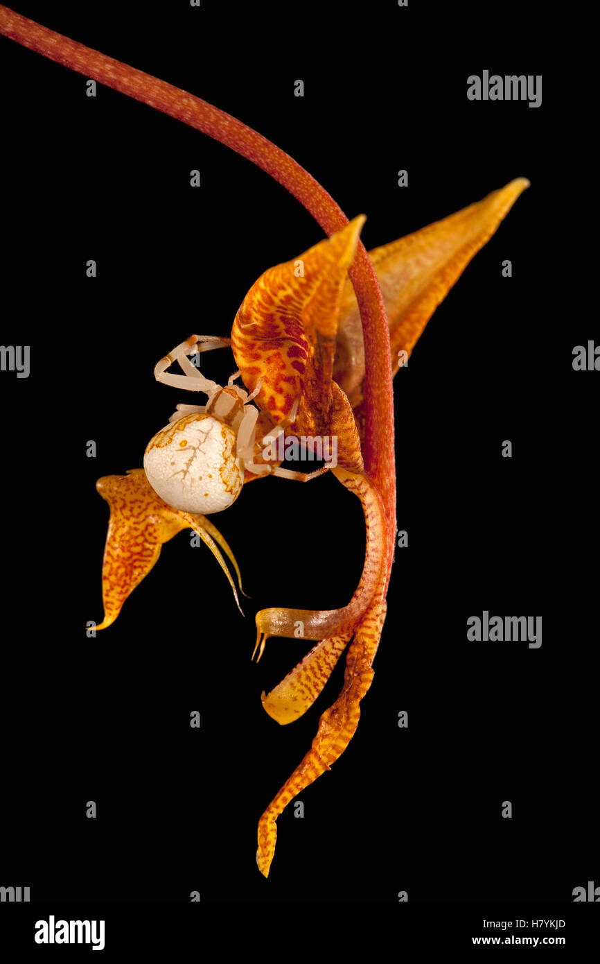 Orchid (Gongora tricolor) flower with camouflaged Crab Spider ...