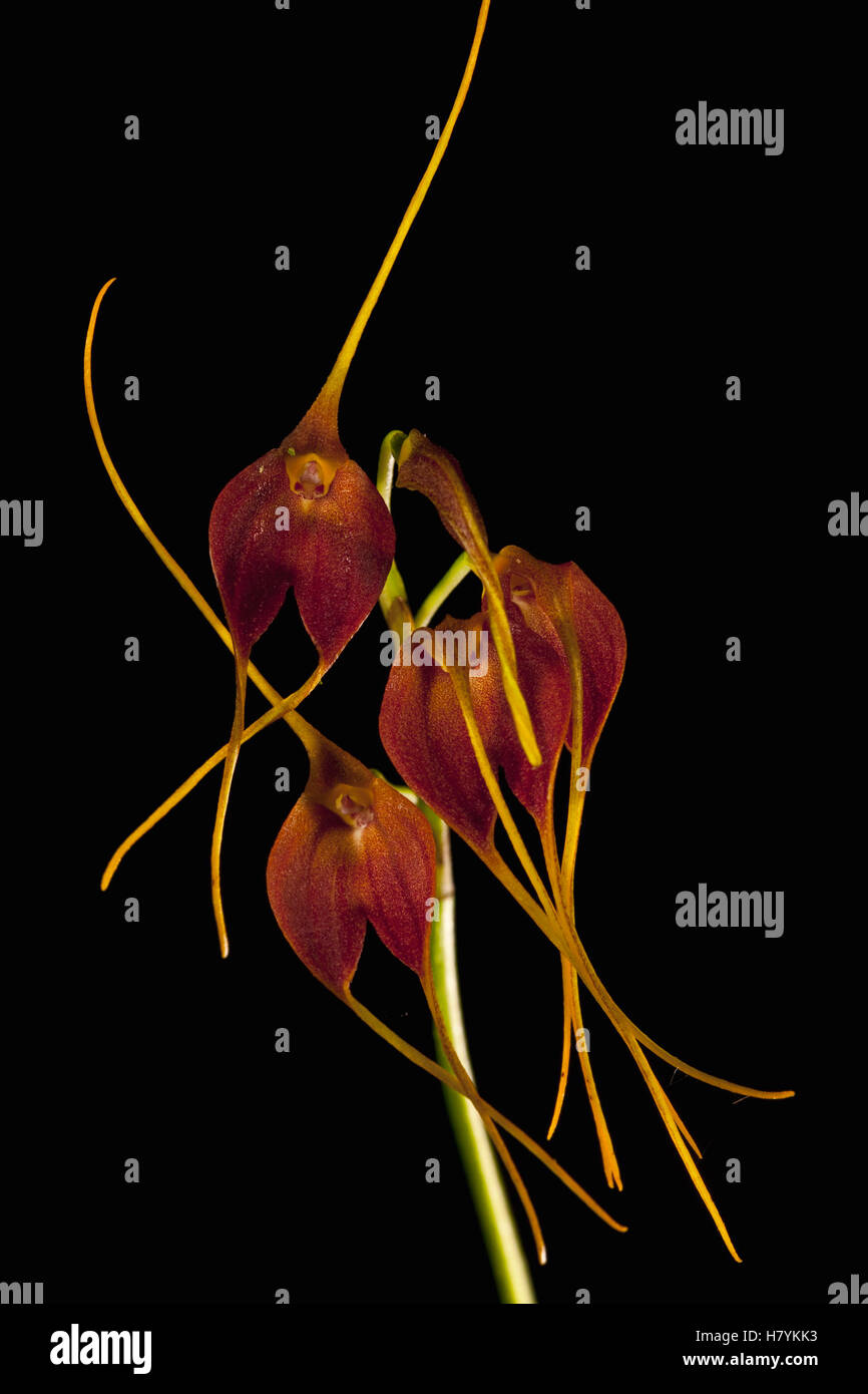 Orchid (Masdevallia excelsior) flowers, Finca Dracula Orchid Sanctuary ...