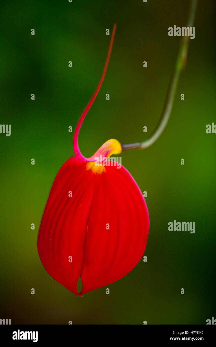 Orchid (Masdevallia coccinea) flower, Finca Dracula Orchid Sanctuary ...