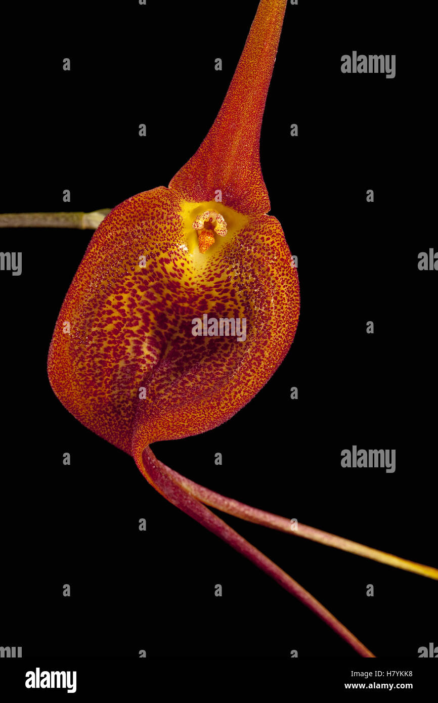 Orchid (Masdevallia regina) flower, Finca Dracula Orchid Sanctuary ...