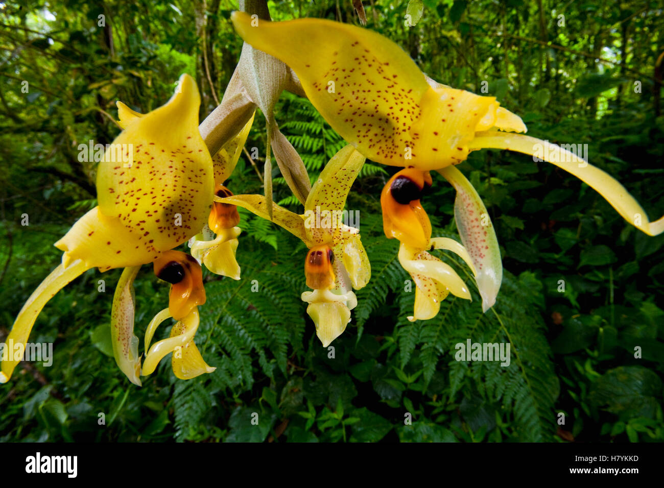 Orchid (Stanhopea wardii) flowers, Finca Dracula Orchid Sanctuary ...