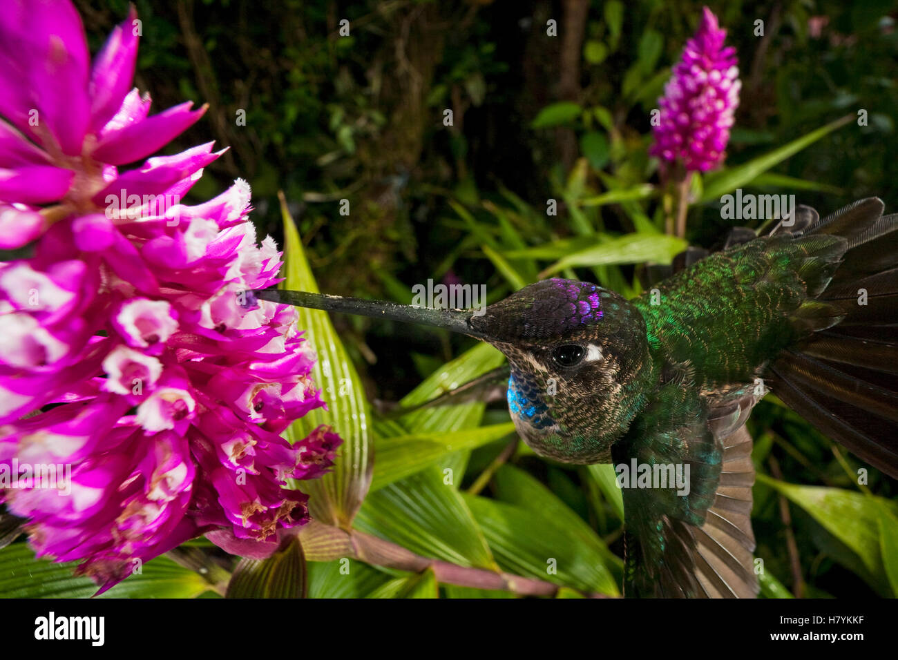 Orchid (Elleanthus sp) flower being pollinated by male Magnificent ...