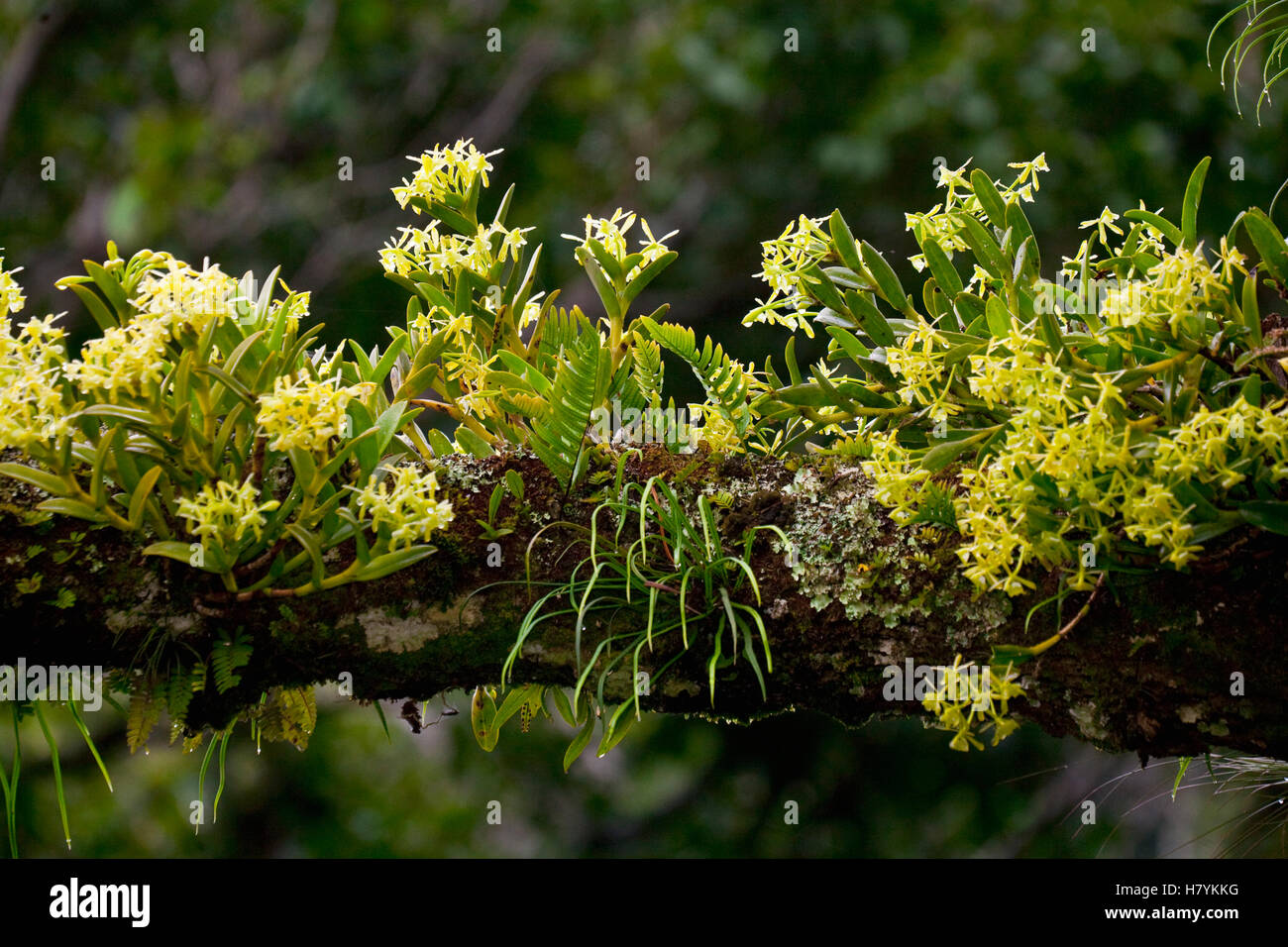 Orchid (Epidendrum sp) flowers covering branch in cloud forest, Panama ...