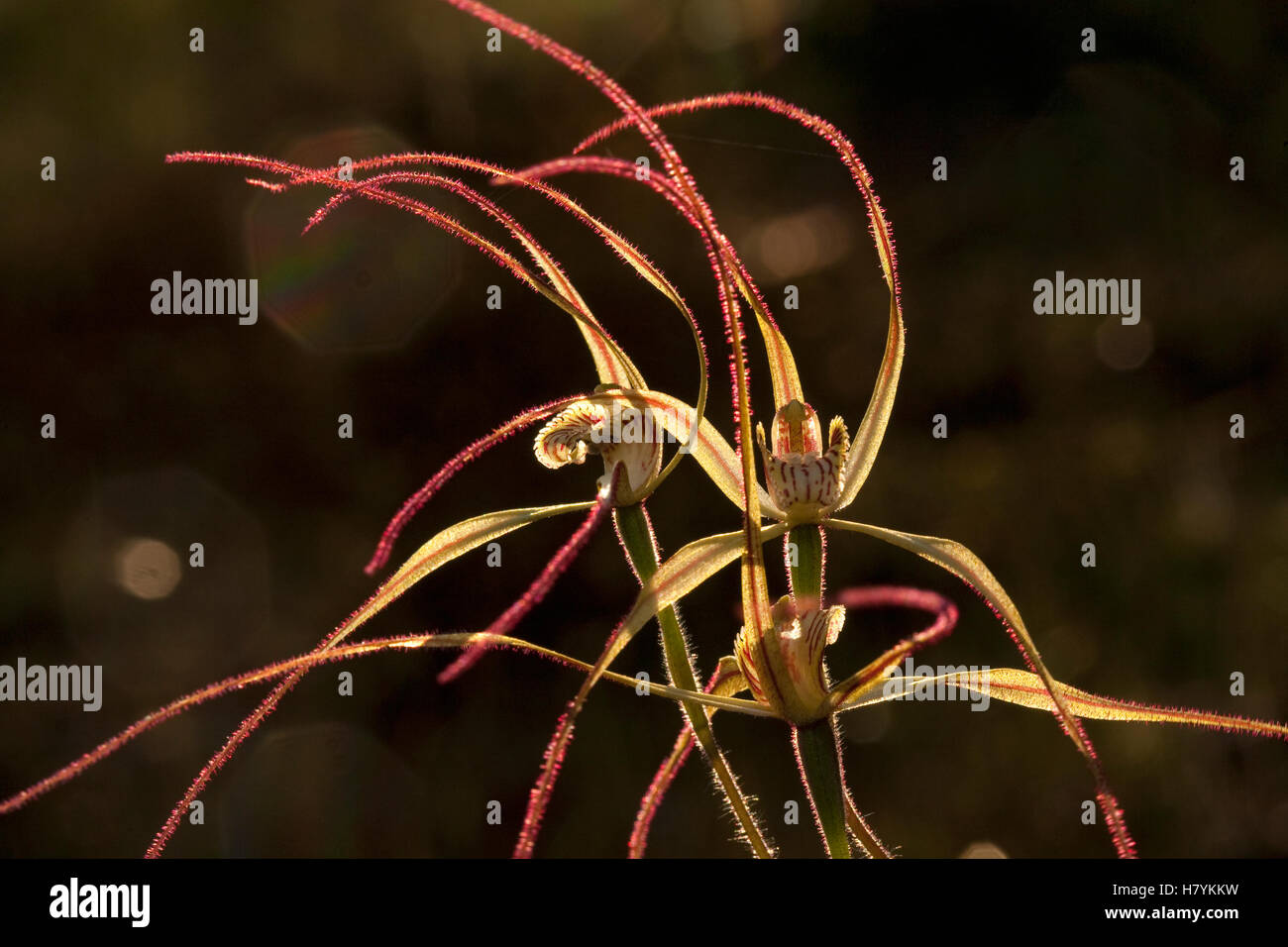 Yellow Spider Orchid (Caladenia caesarea) flowers, western Australia ...