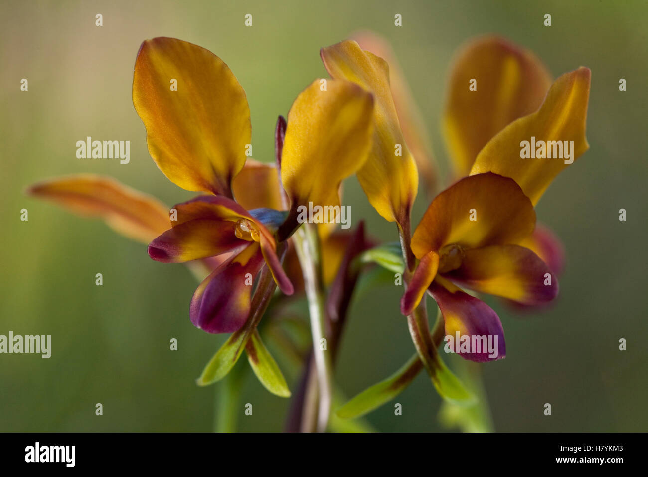 Pansy Orchid (Diuris magnifica) flowers mimic nectar-rich legumes that ...
