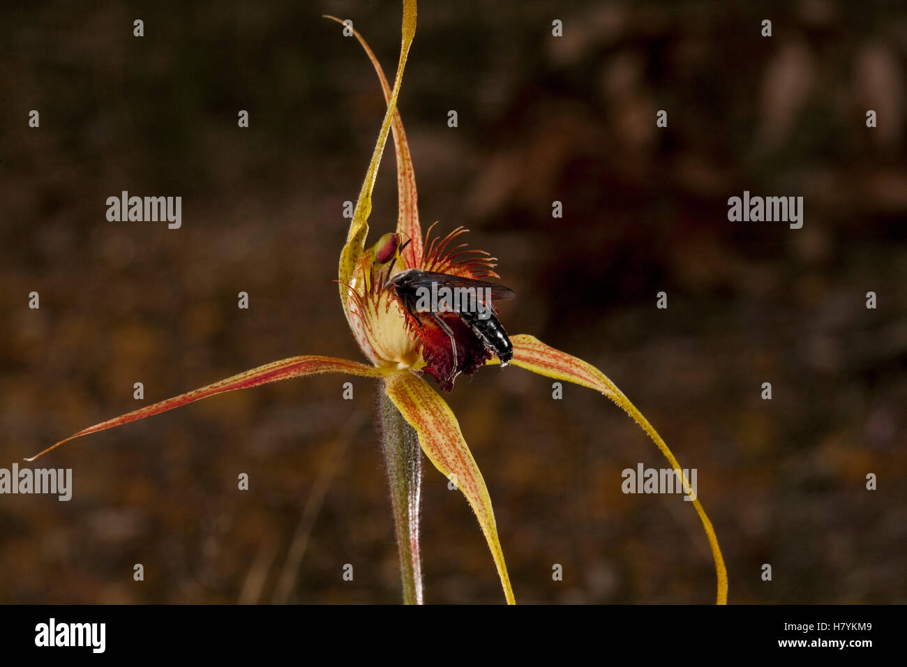 King Spider Orchid (Caladenia pectinata) flower being visited by male ...
