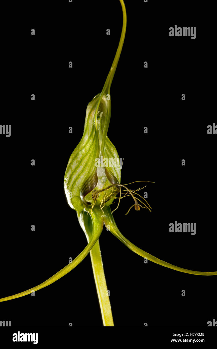 Bearded Greenhood (Pterostylis barbata) flower, western Australia Stock ...