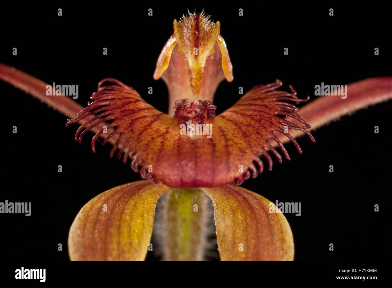 King Spider Orchid (Caladenia pectinata) flower, western Australia ...