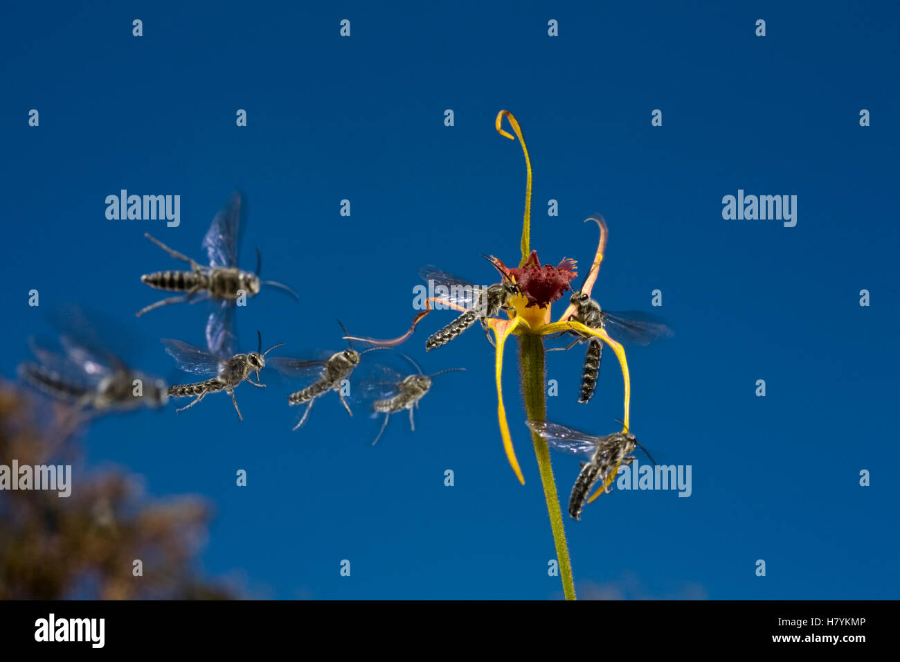 King Spider Orchid (Caladenia pectinata) flower swarmed by male ...