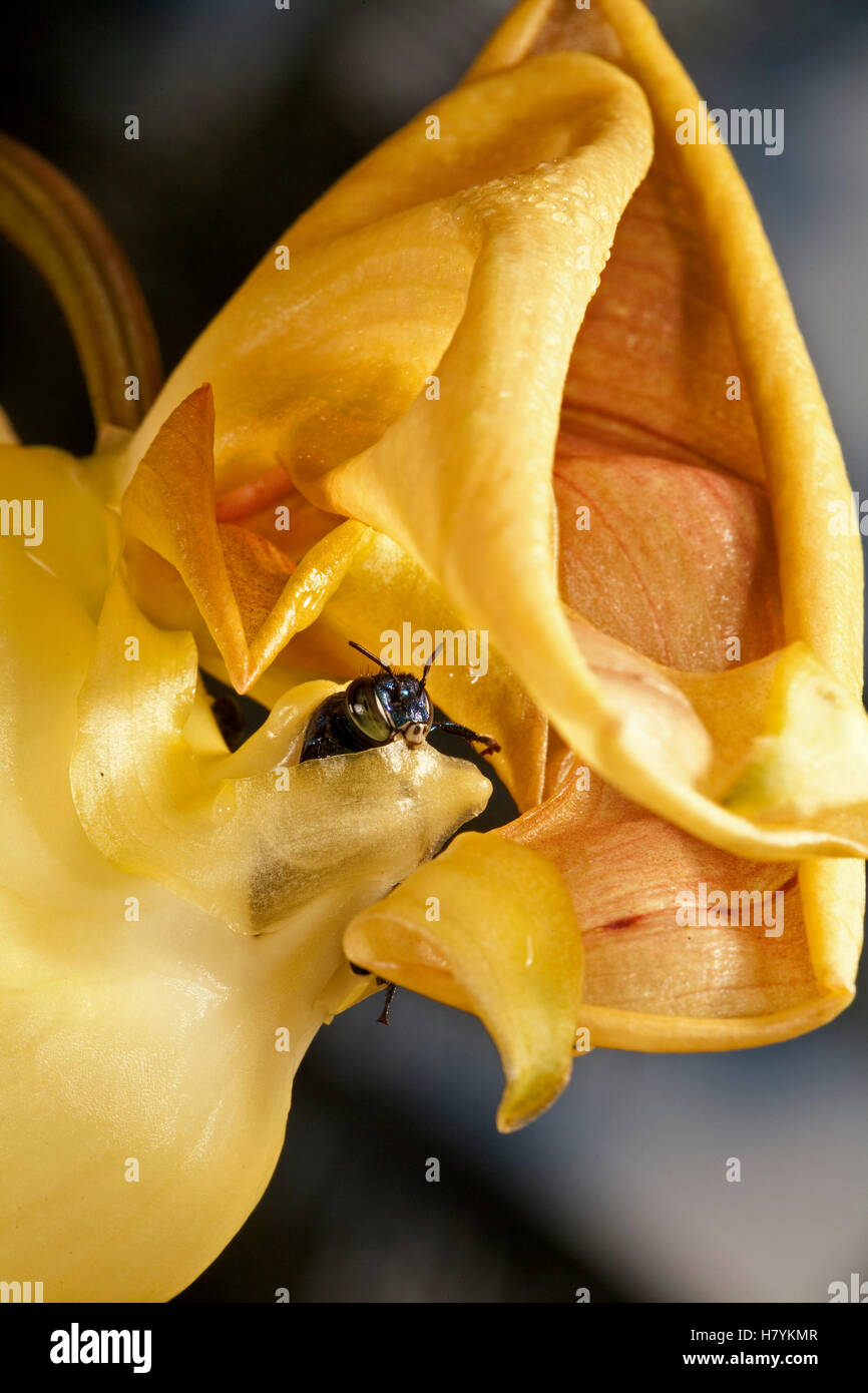 Bucket Orchid (Coryanthes panamensis) flower attracting male Bee ...