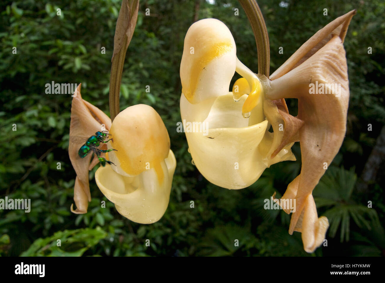 Bucket Orchid (Coryanthes panamensis) flower attracting male Bee ...
