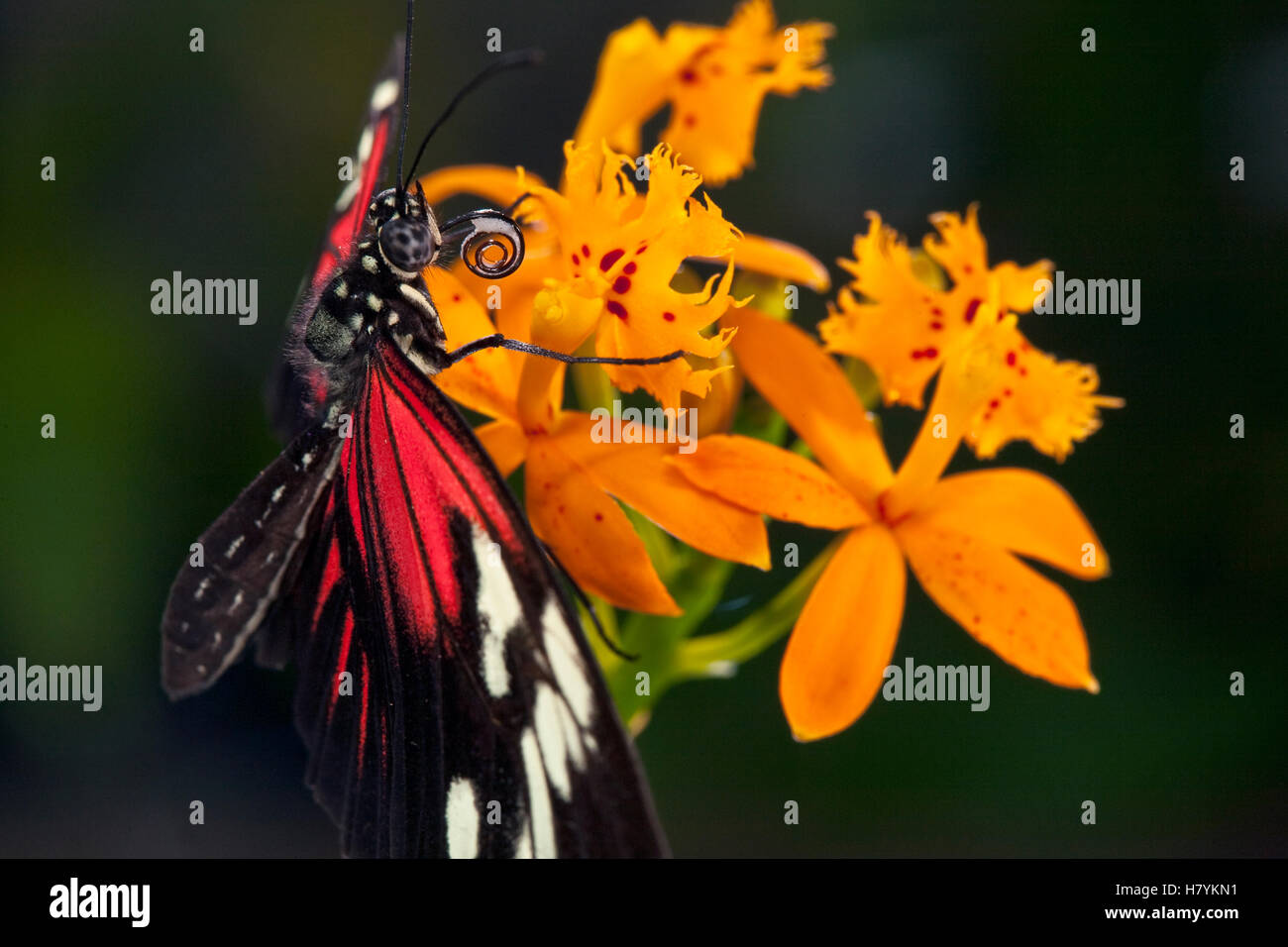 Crucifix Orchid (Epidendrum radicans) flower mimicking milkweed to ...
