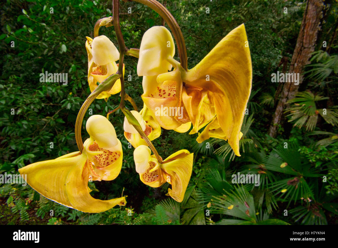 Bucket Orchid (Coryanthes panamensis) flowers, Gamboa, central Panama ...