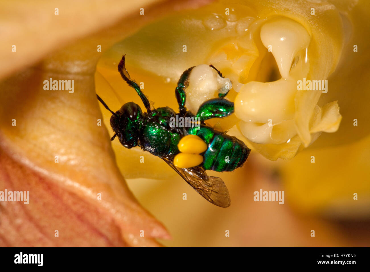 Bucket Orchid (Coryanthes panamensis) flower attracting male Bee ...