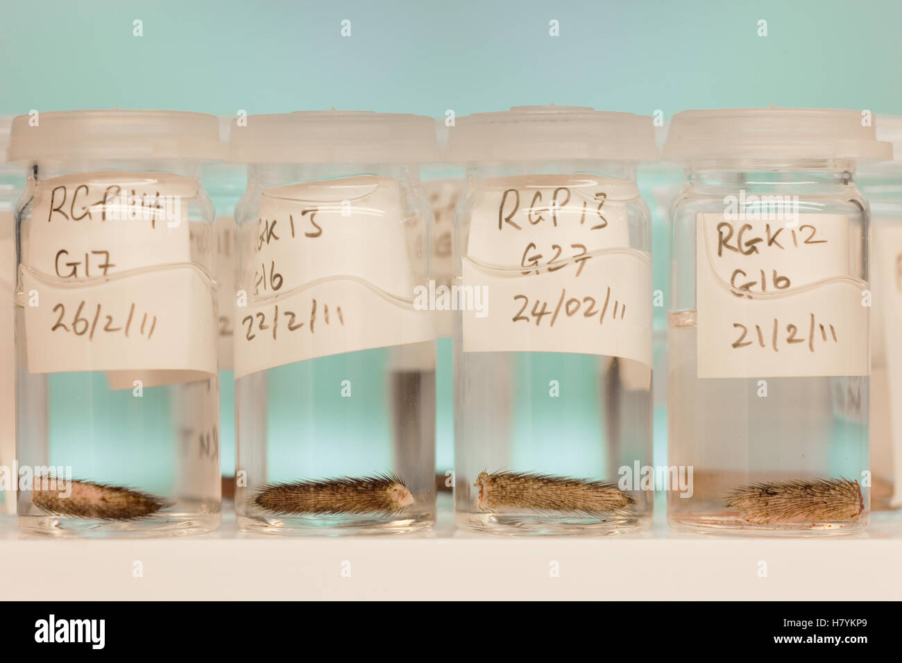 Brown Rat (Rattus norvegicus) tail samples for DNA testing for South ...