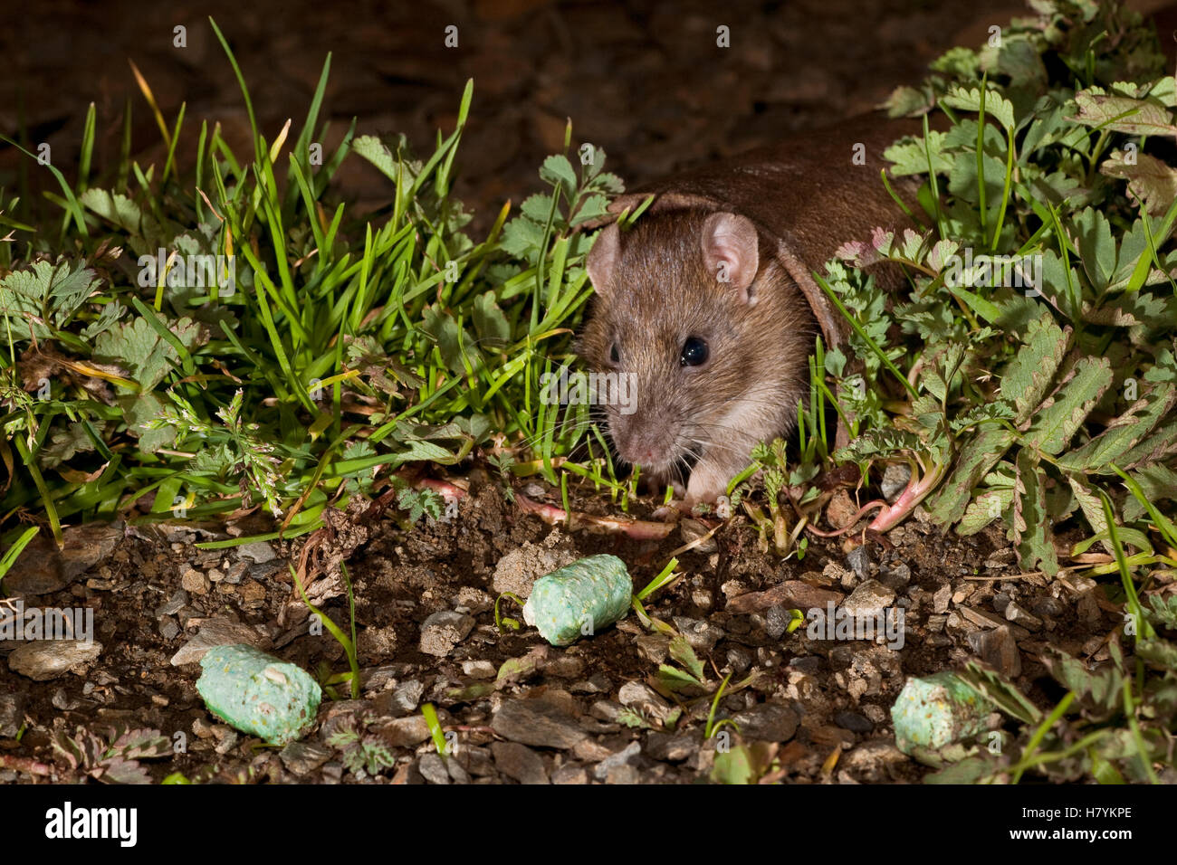 Brown Rat (Rattus norvegicus) coming out of old pipe to feed on bait at ...
