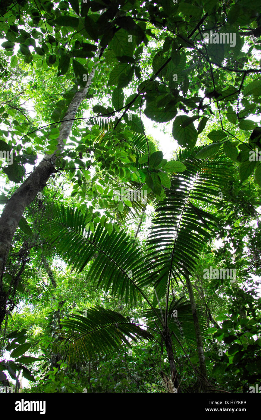 Cloud forest canopy, Arenal Volcano, Costa Rica Stock Photo - Alamy