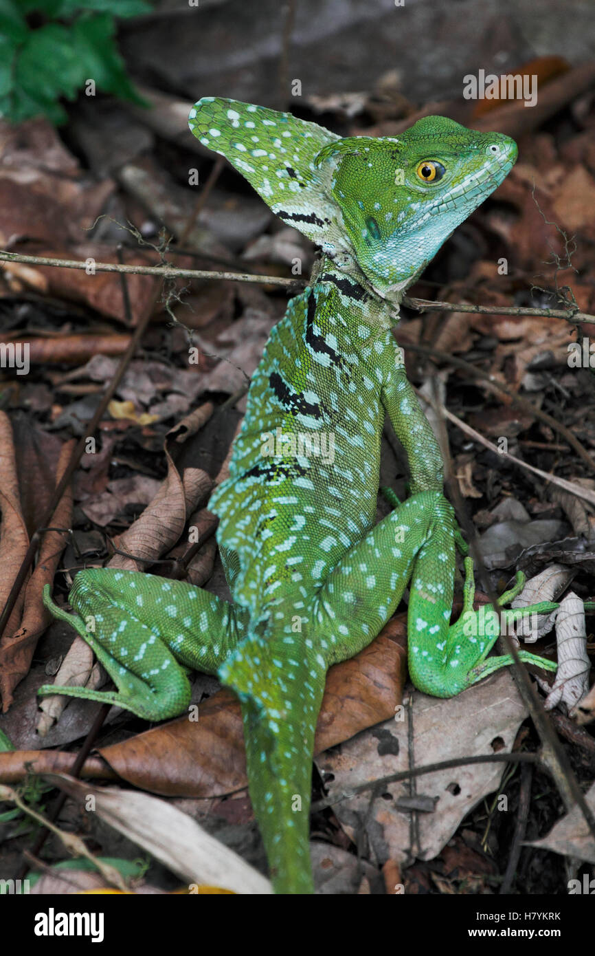Green Basilisk (Basiliscus plumifrons) male, Selva Verde, Costa Rica ...
