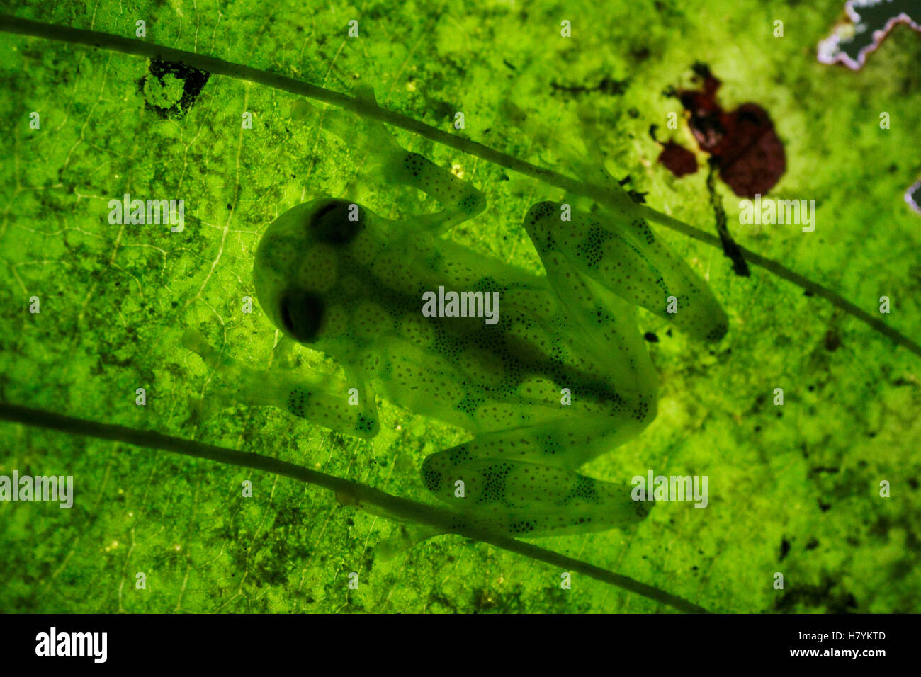Reticulated Glass Frog (Hyalinobatrachium valerioi) camouflaged on leaf ...