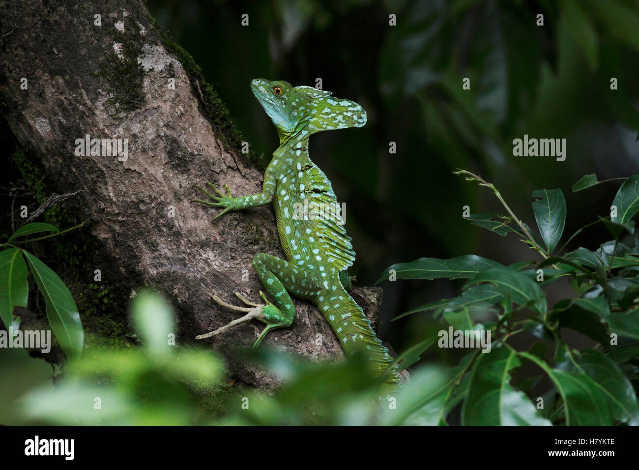 Green Basilisk (Basiliscus plumifrons) male, Selva Verde, Costa Rica ...
