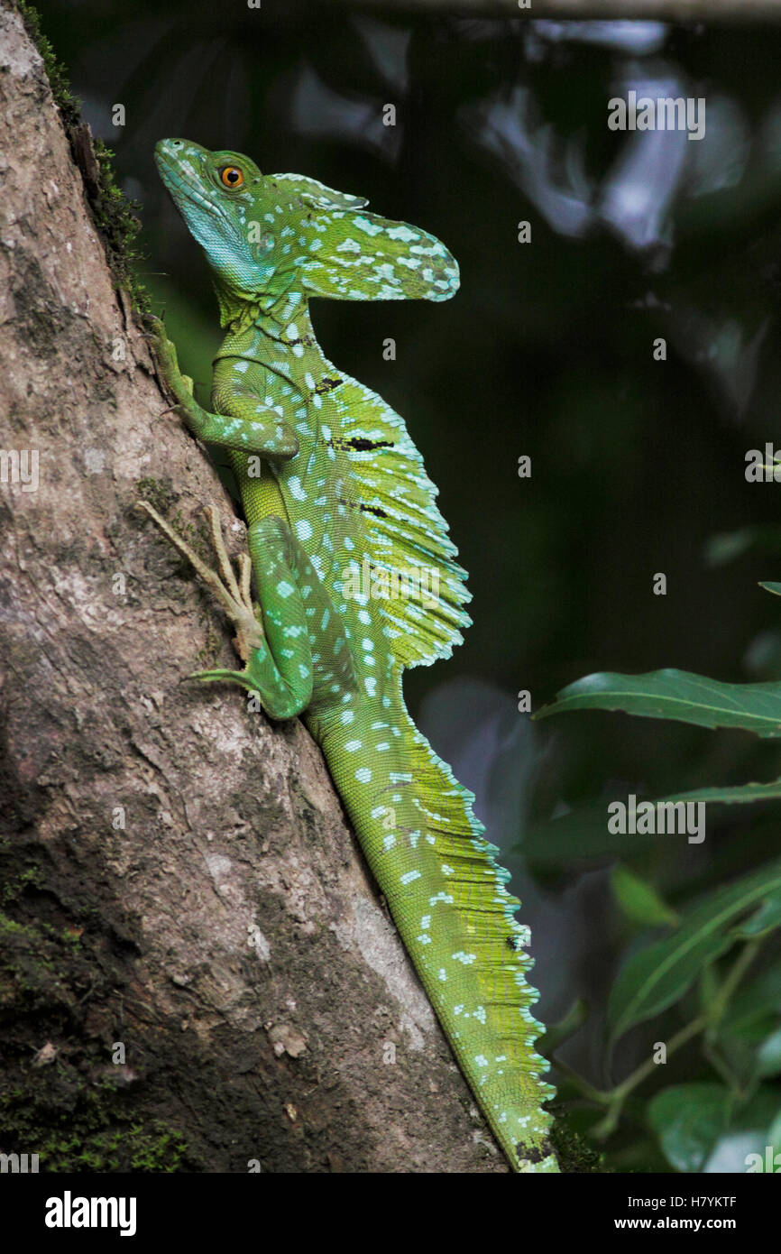 Green Basilisk (Basiliscus plumifrons) male, Selva Verde, Costa Rica ...