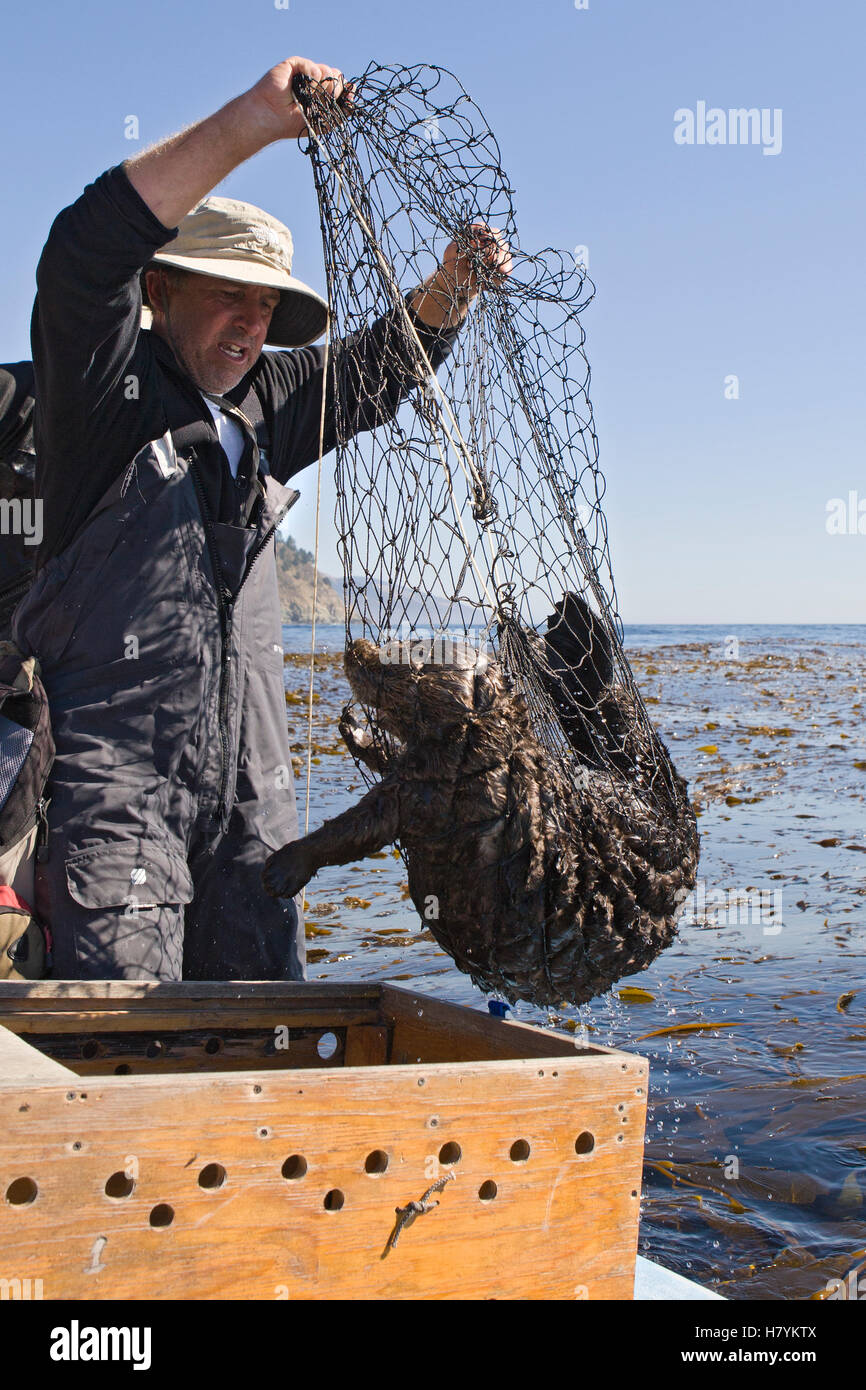 Sea Otter (Enhydra lutris) researcher Tim Tinker holding captured otter ...