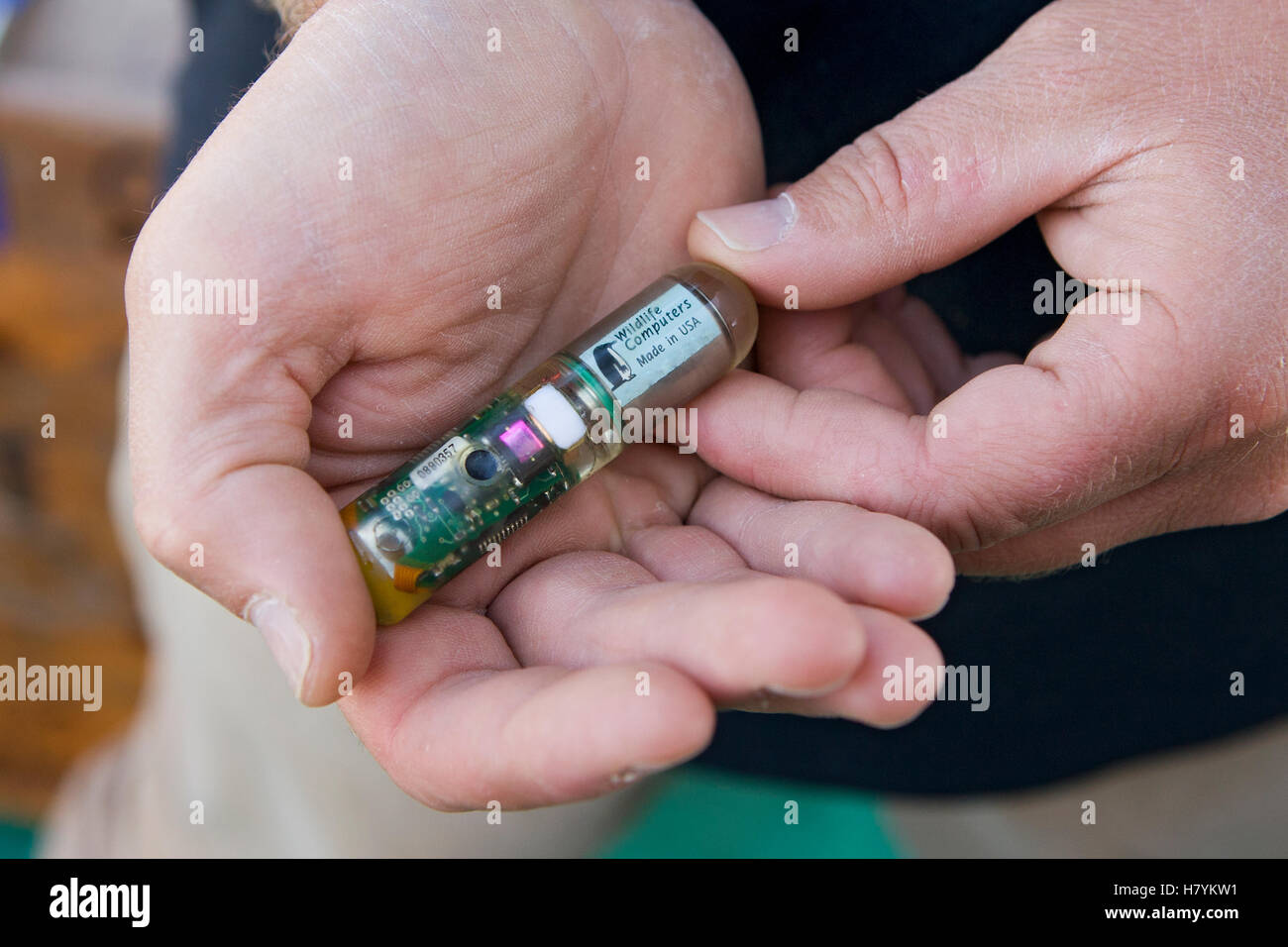 Sea Otter (Enhydra lutris) researcher Tim Tinker holding time depth ...
