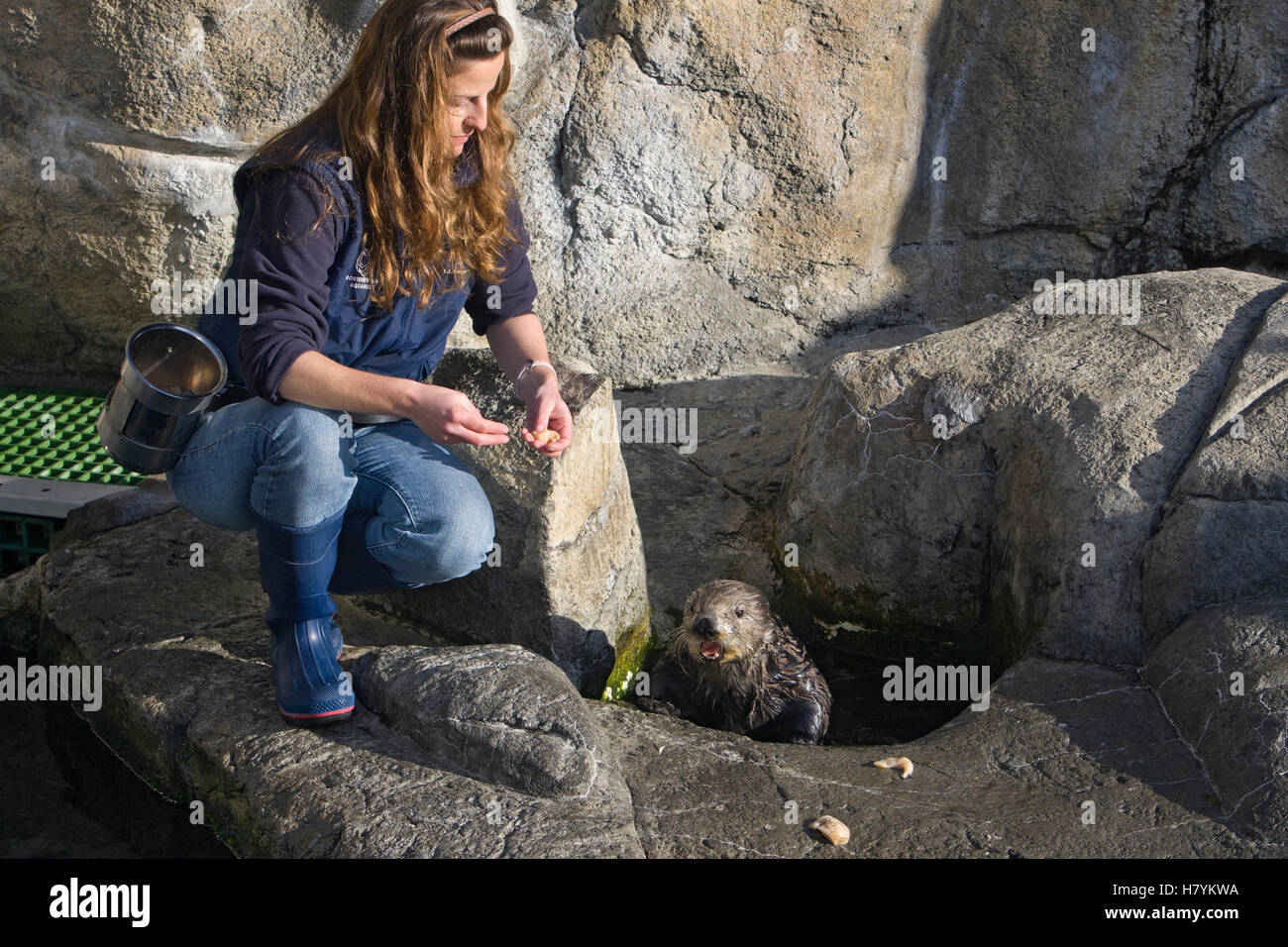 Sea Otter (Enhydra lutris) trainer working with otter, California Stock Photo - Alamy