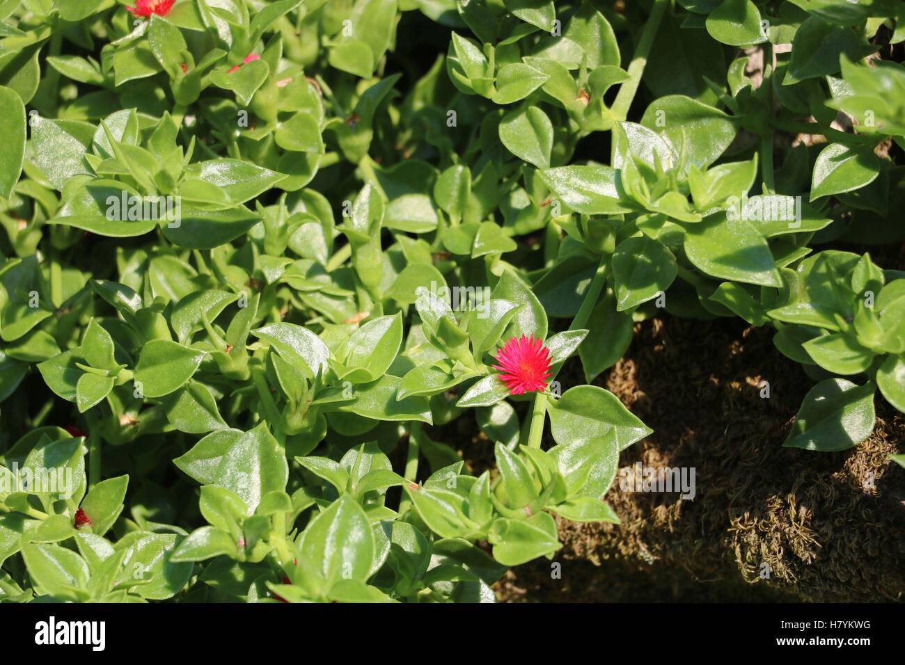 Beautiful rose color flower available in high-resolution and several ...