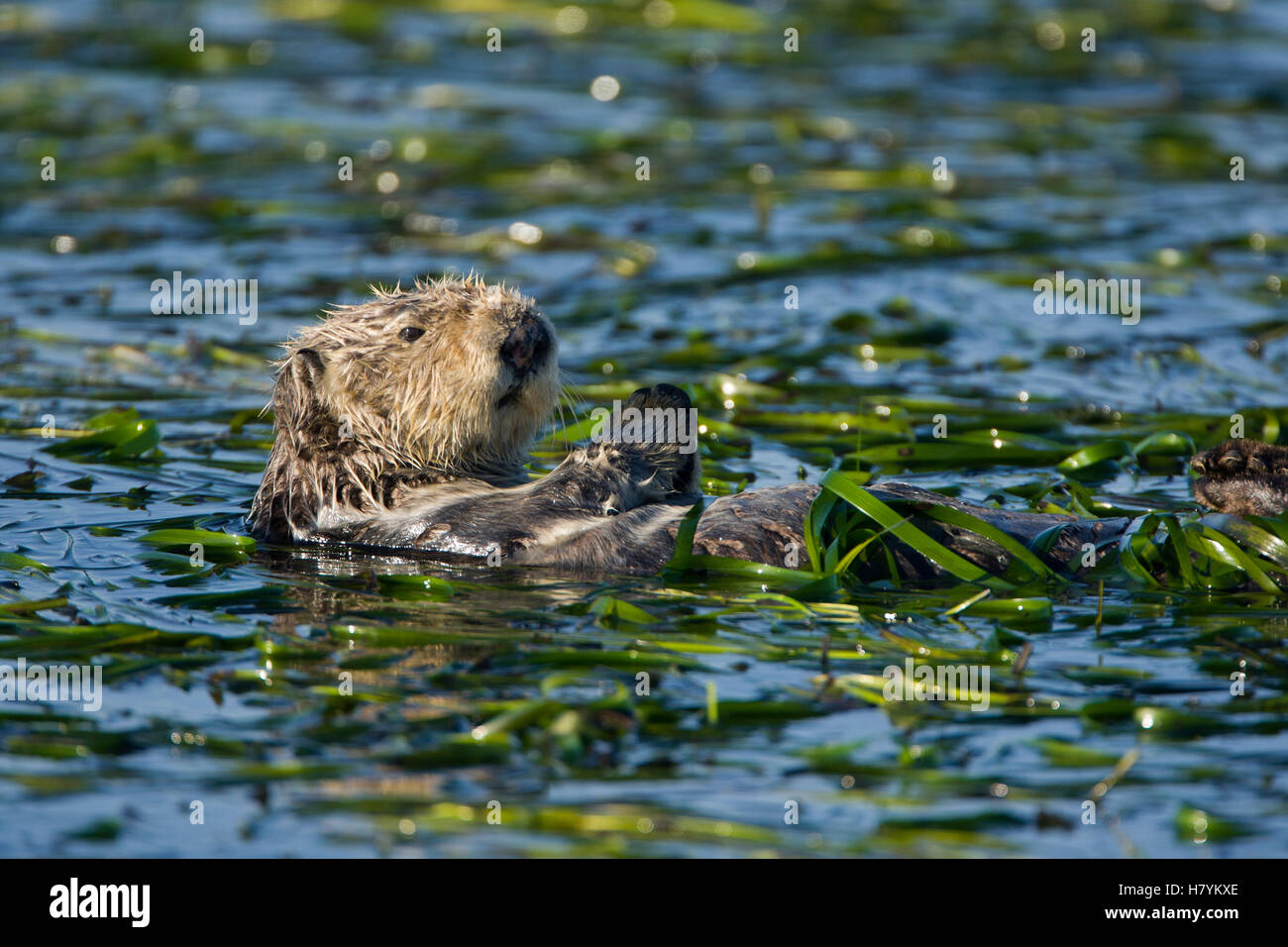 Sea Otter (Enhydra lutris) wrapped in kelp, Monterey Bay, California ...