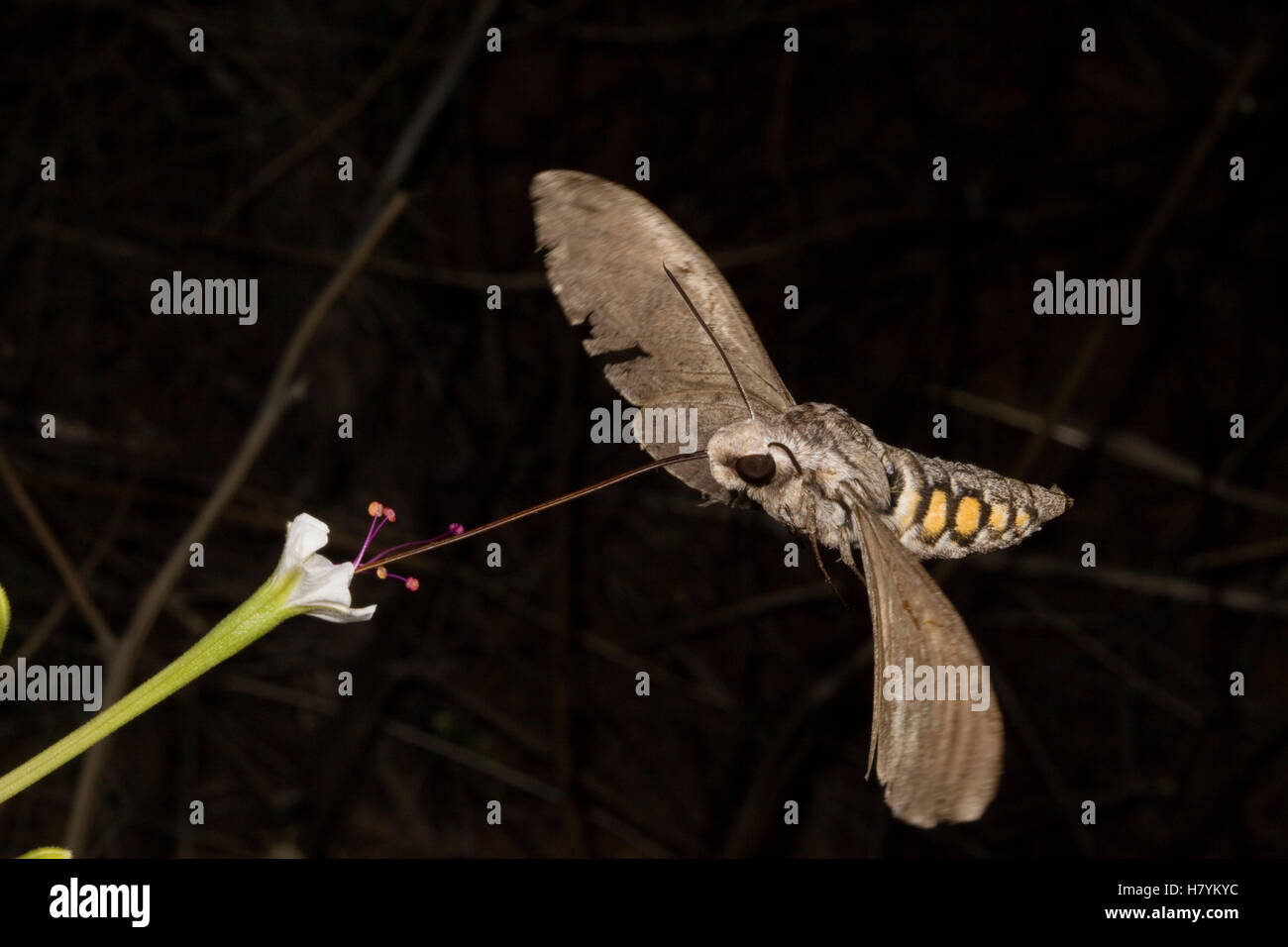 Five-spotted Hawkmoth (Manduca quinquemaculata) feeding on Longtube ...