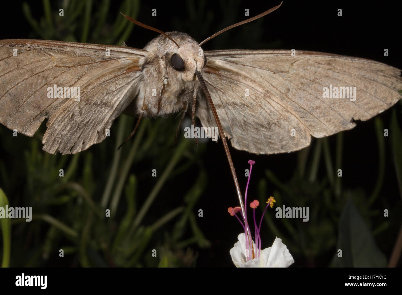 Five-spotted Hawkmoth (Manduca quinquemaculata) feeding on flower ...