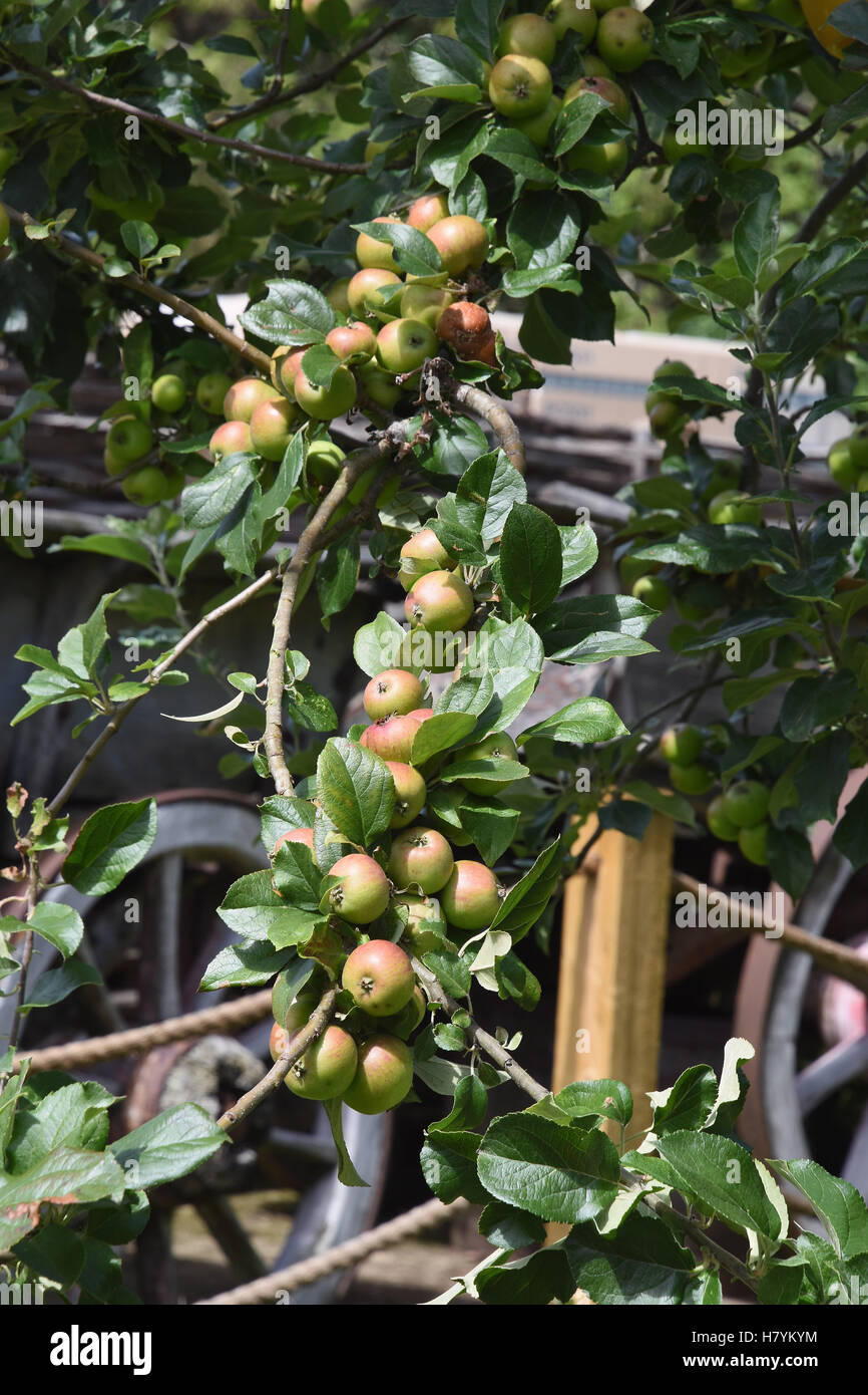 Cider apple orchard uk hi-res stock photography and images - Alamy