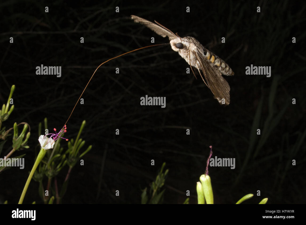 Five-spotted Hawkmoth (Manduca quinquemaculata) feeding on flower ...