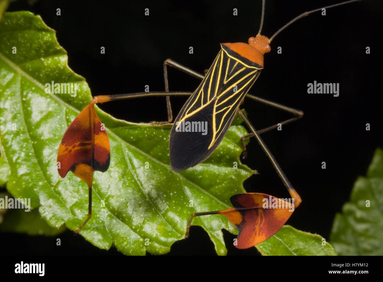 Squash Bug (Coreidae), Santa Rita, Panama Stock Photo - Alamy