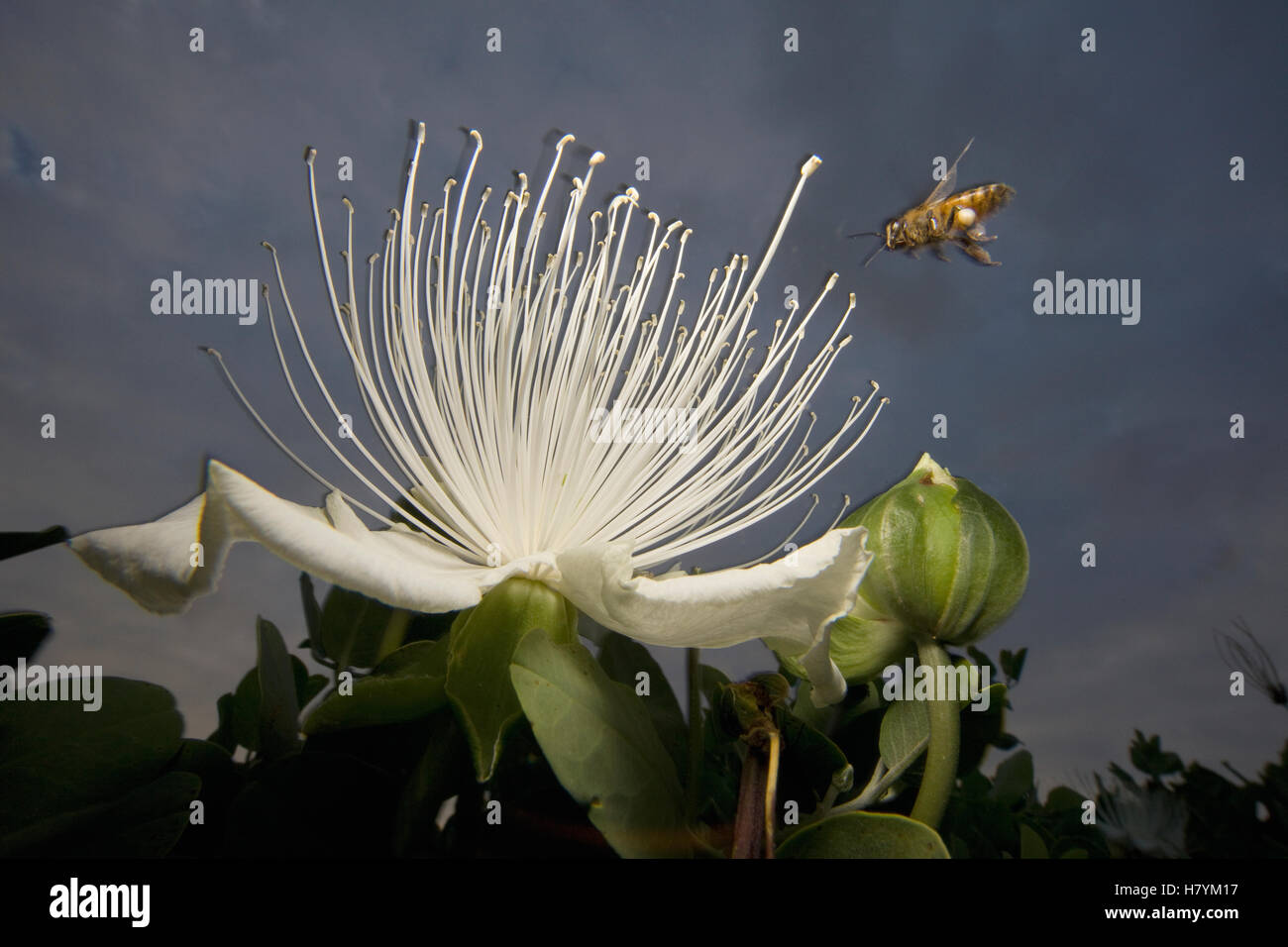 Honey Bee (Apis mellifera) approaching rare Maiapilo (Capparis ...