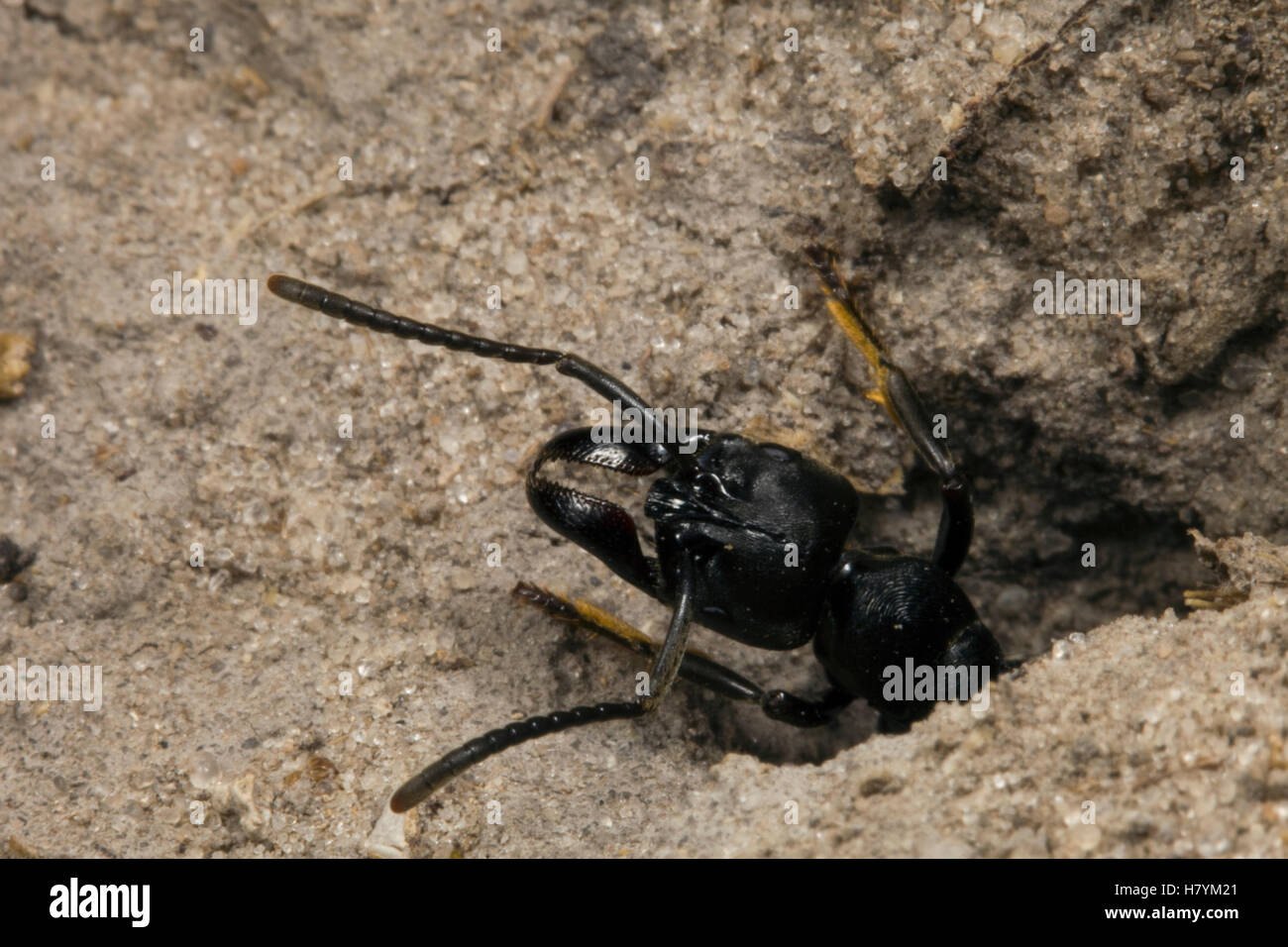 African Stink Ant (Pachycondyla tarsata) in burrow, Selinda Reserve ...